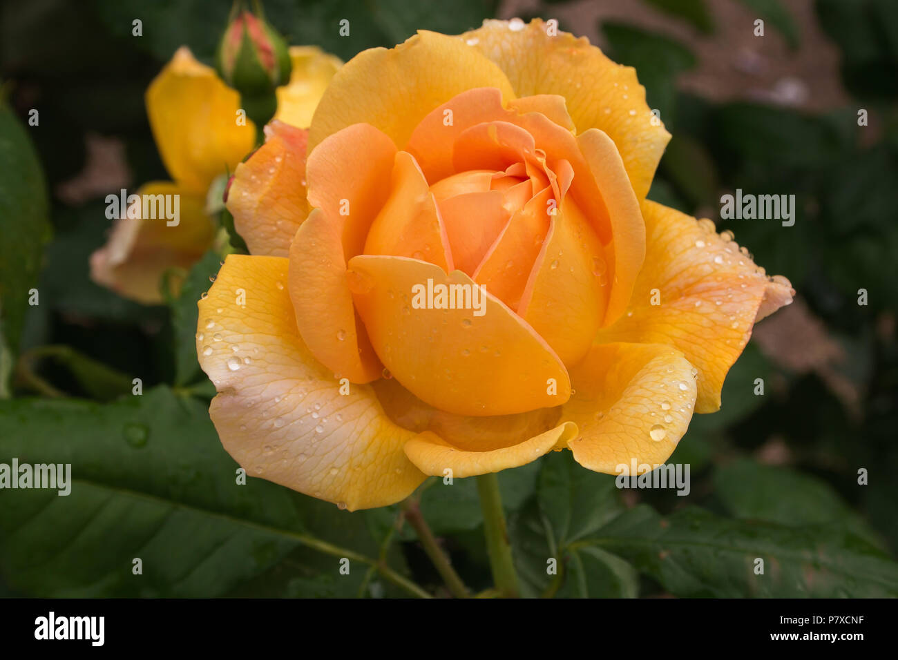 Jealousy symbol hi-res stock photography and images - Alamy