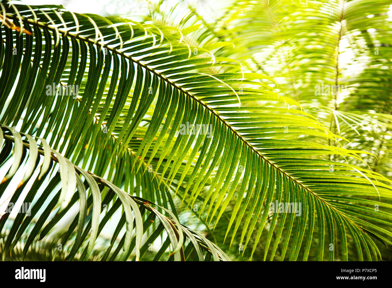 Natural green background of leaves. Selective focus, texture, pattern ...