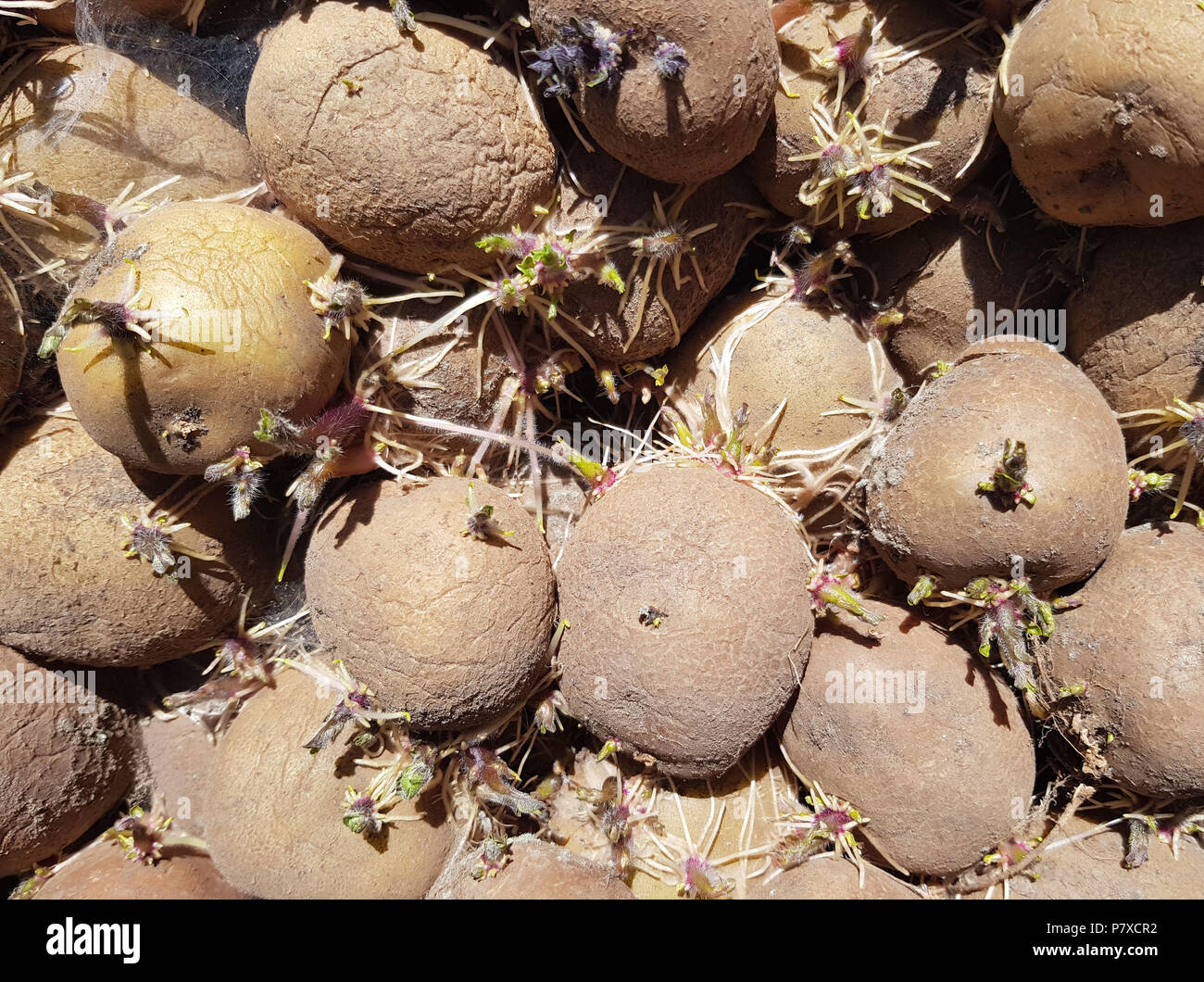 a lot of old sprouted potatoes in a pile in the cellar. place for text ...