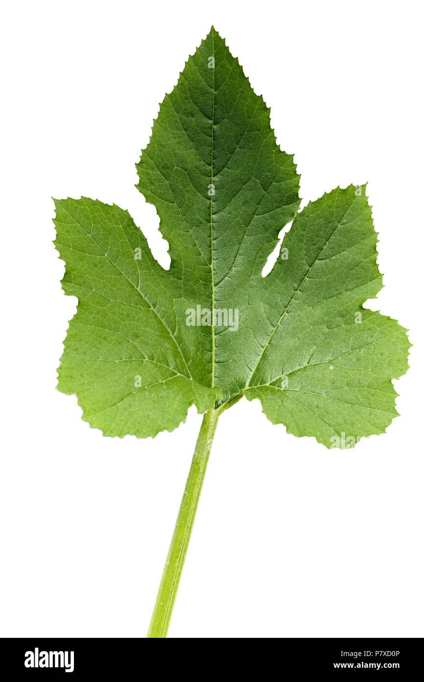 leaf zucchini isolated on white background. clipping path Stock Photo ...