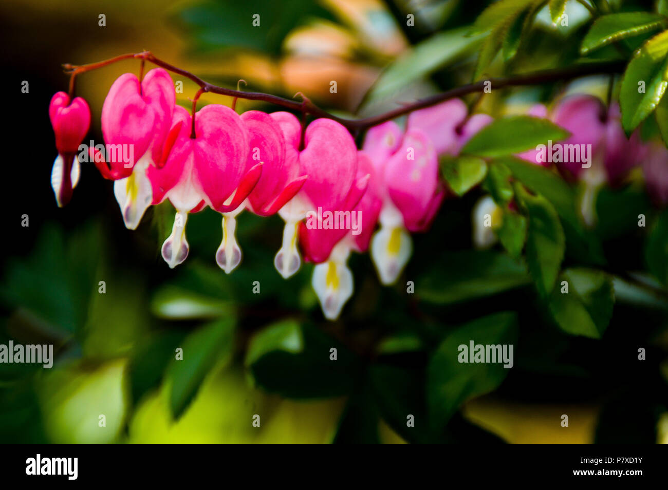 Lamprocapnos spectabilis, bleeding heart or Asian bleeding-heart in ...