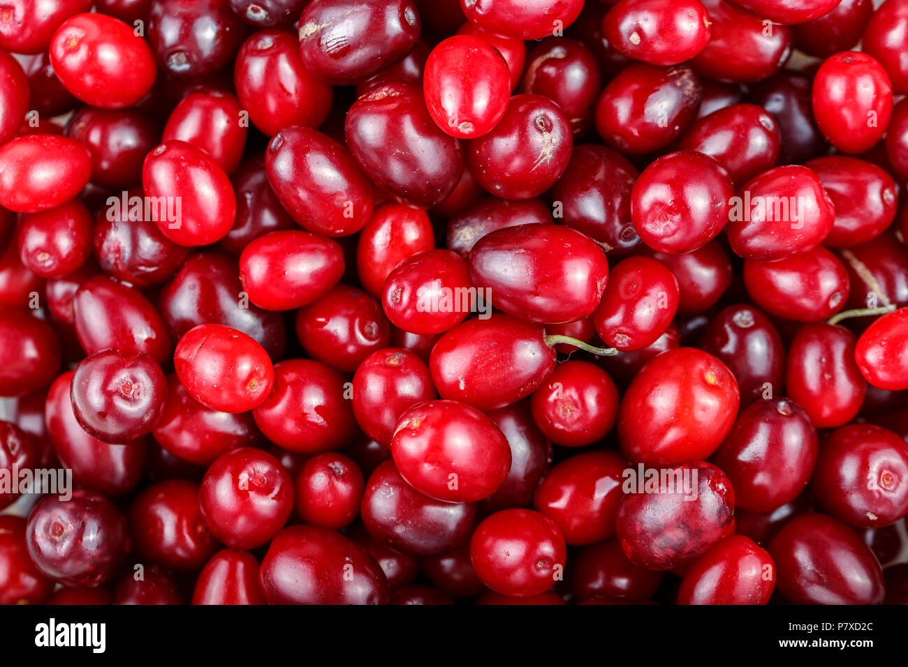 raw cornelian berries are scattered as a background. preparation of a ...