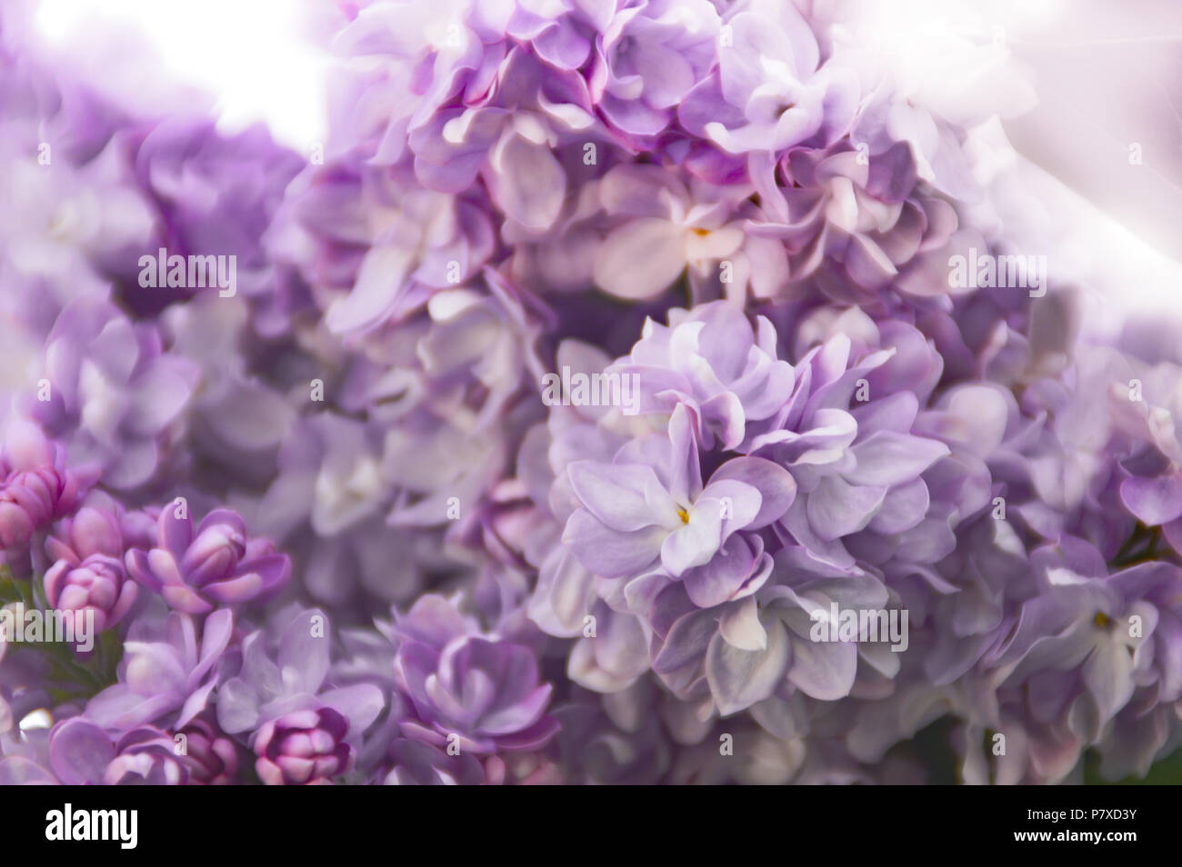 Dainty flowers hi-res stock photography and images - Alamy