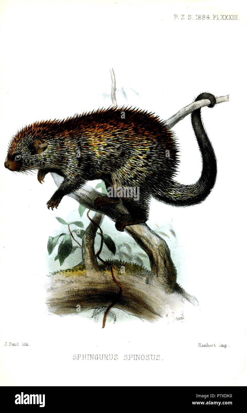 Sphiggurus spinosus hi-res stock photography and images - Alamy