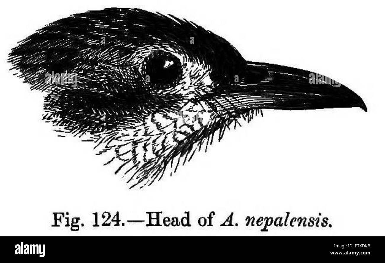 English: Spiny Babbler (Turdoides nipalensis s. Acanthoptila nipalensis ...