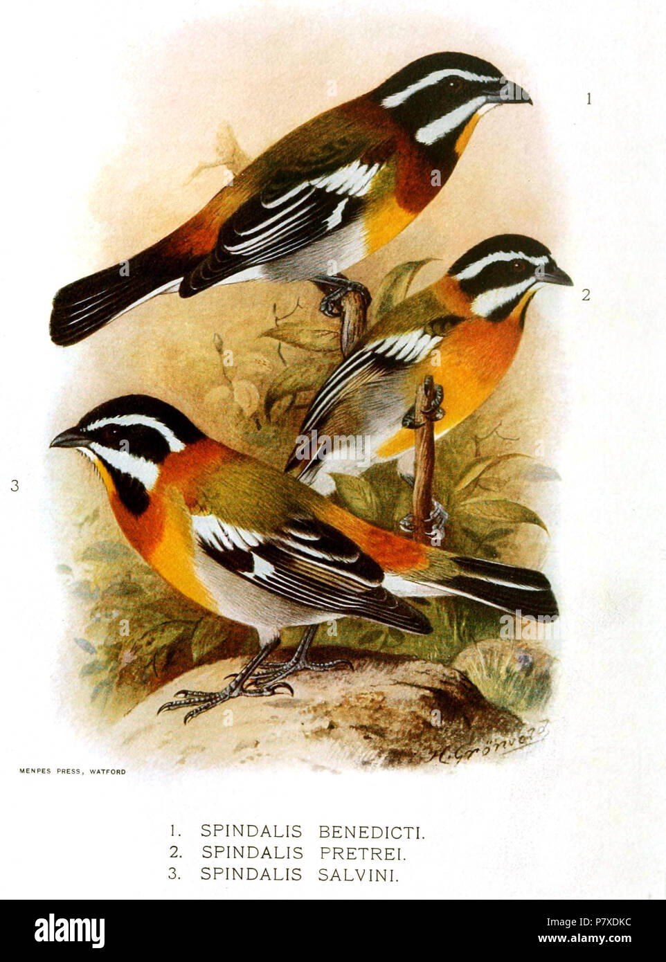 Spindalis benedicti = Spindalis zena benedicti Spindalis pretrei ...