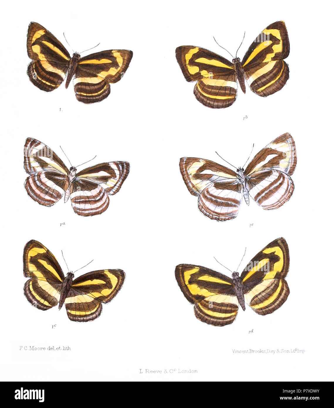 Classificationart hi-res stock photography and images - Alamy