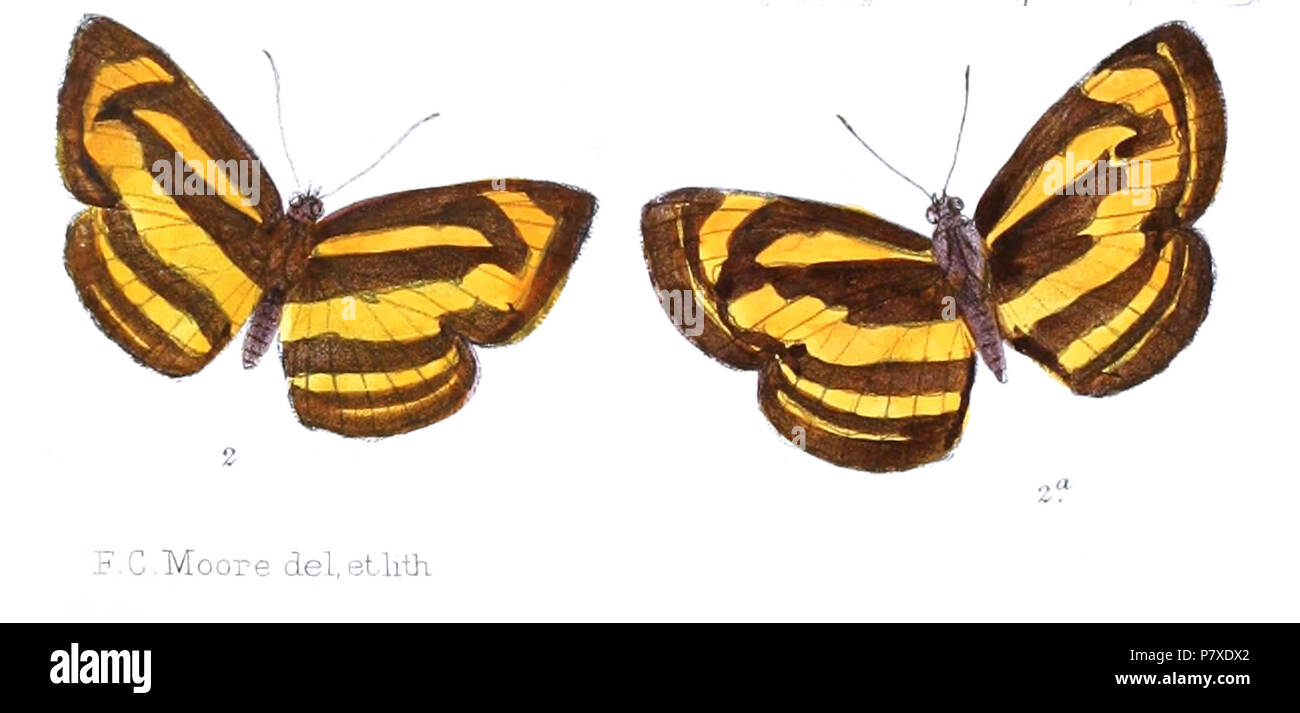 Neptis Cut Out Stock Images & Pictures - Alamy