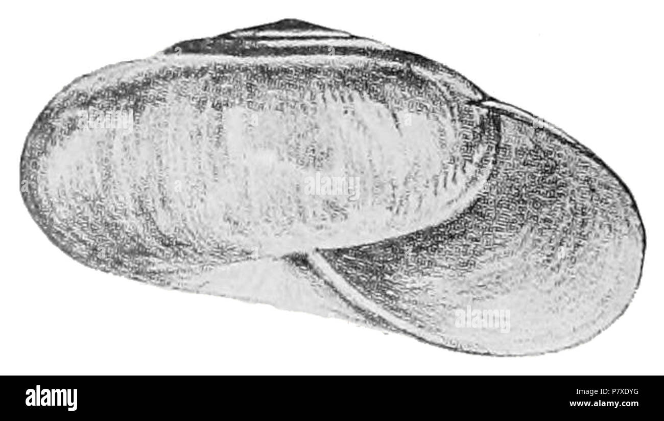 Seashell classification hi-res stock photography and images - Alamy