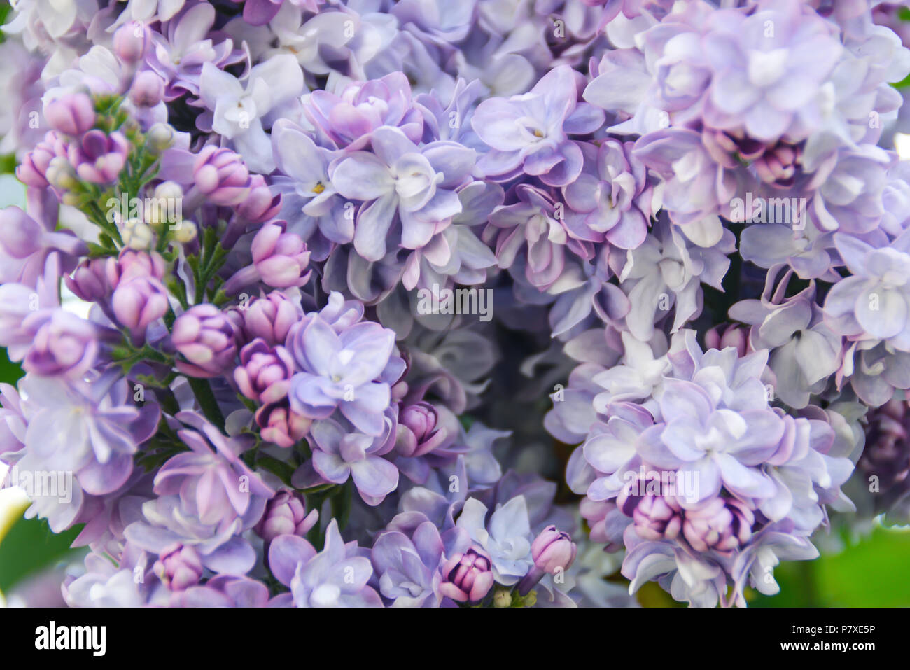 Dainty bloom hi-res stock photography and images - Alamy