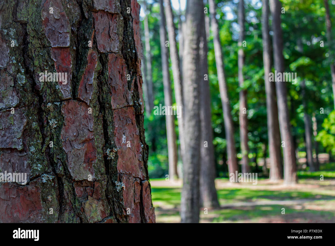A single tree among many Stock Photo - Alamy