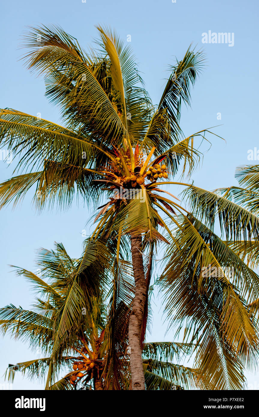 Tropical Palm Trees , Indonesia Stock Photo - Alamy