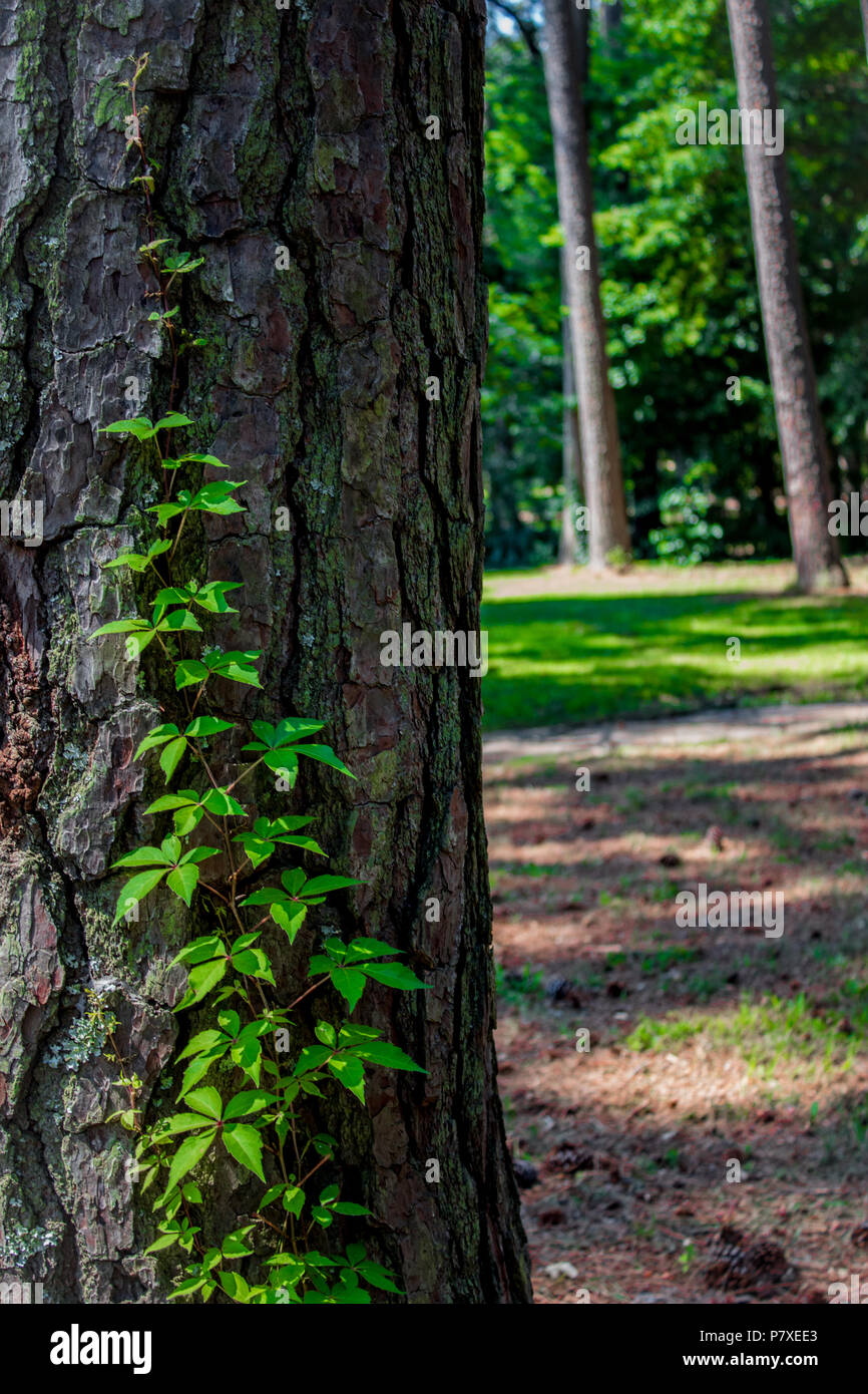 A single tree among many Stock Photo - Alamy