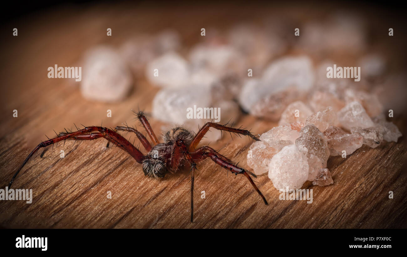 Spider macro shot Stock Photo - Alamy