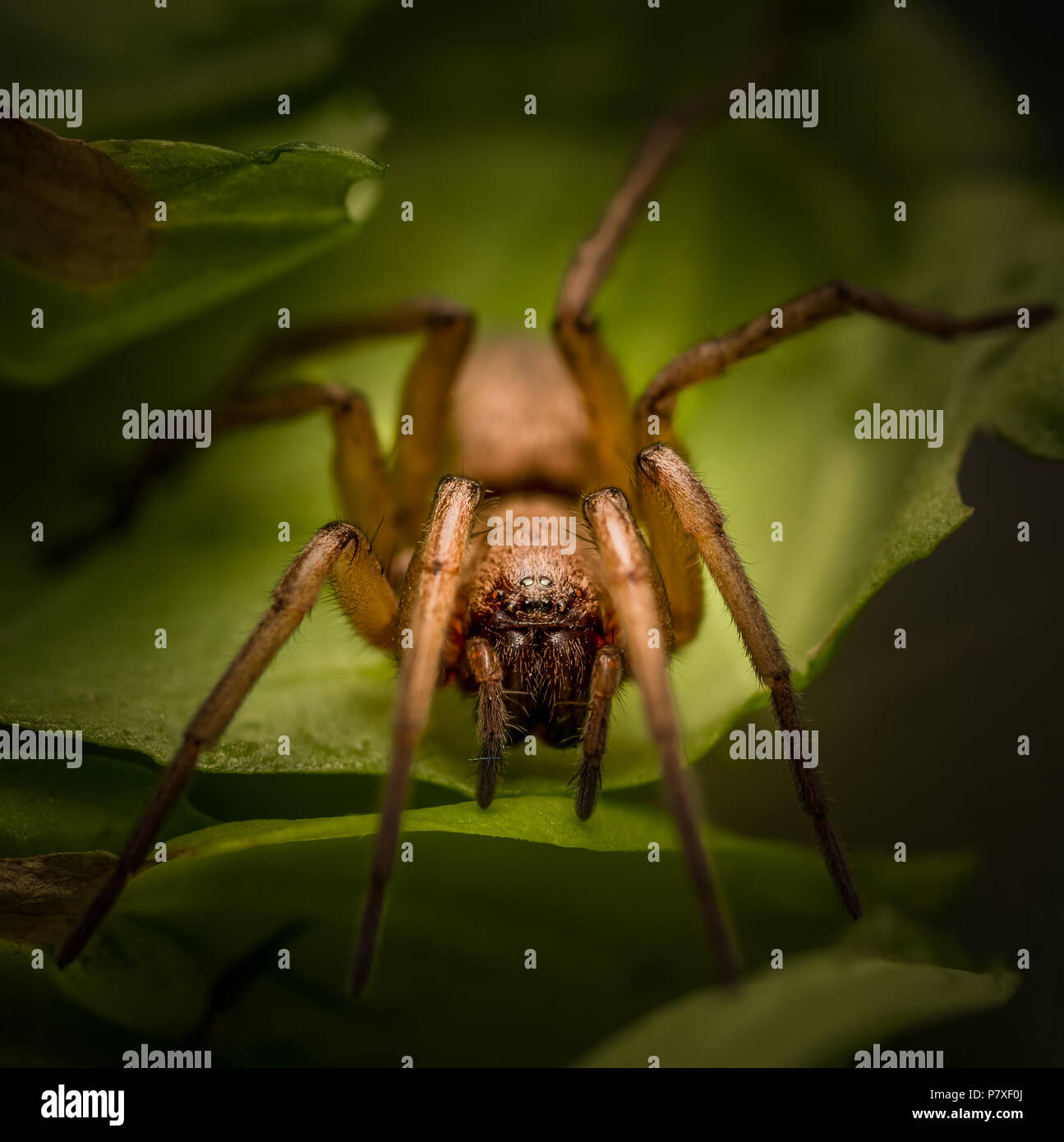 Closeup scary spider hi-res stock photography and images - Alamy