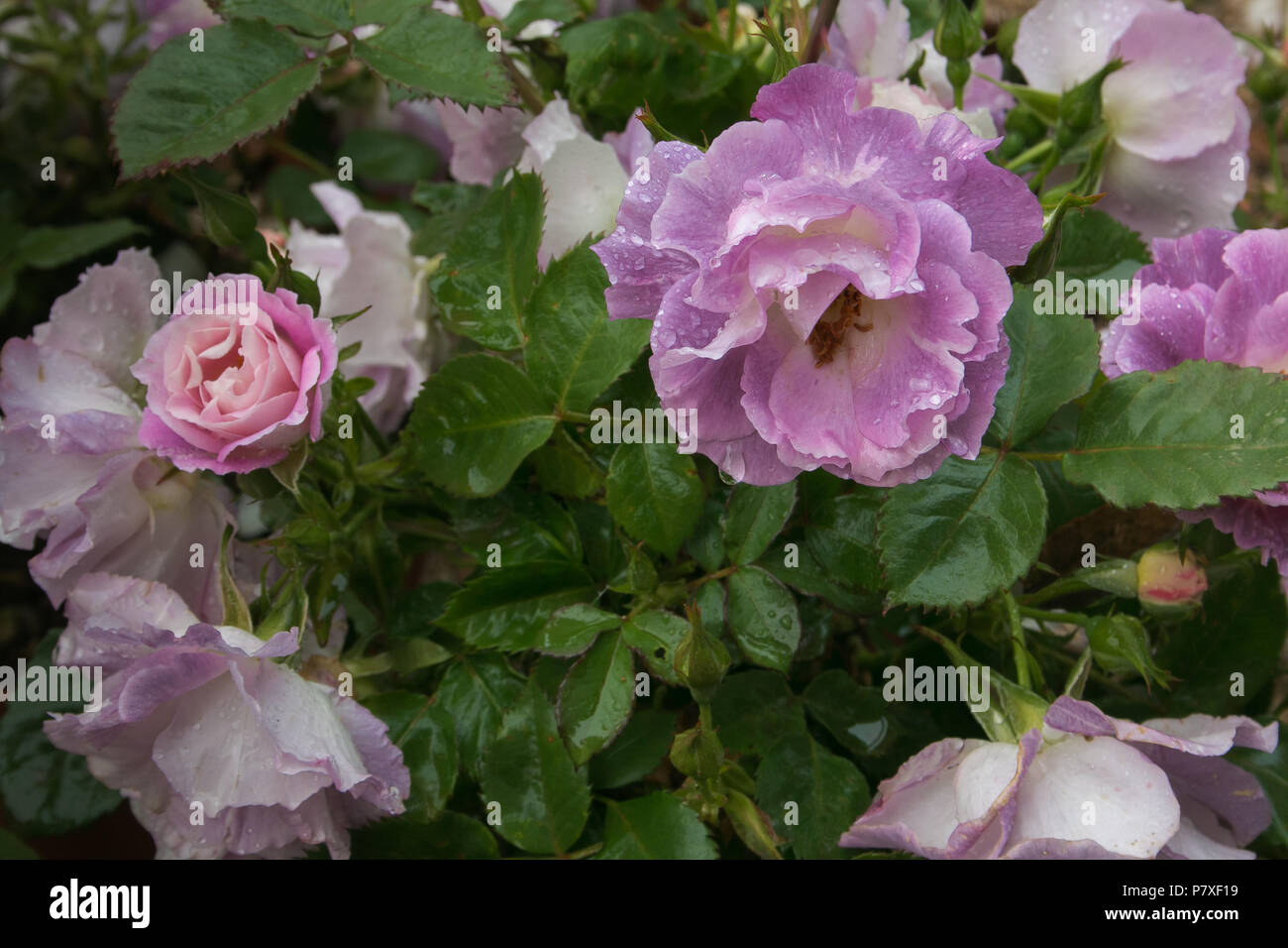 Close up of romantic garden with violet roses Stock Photo - Alamy