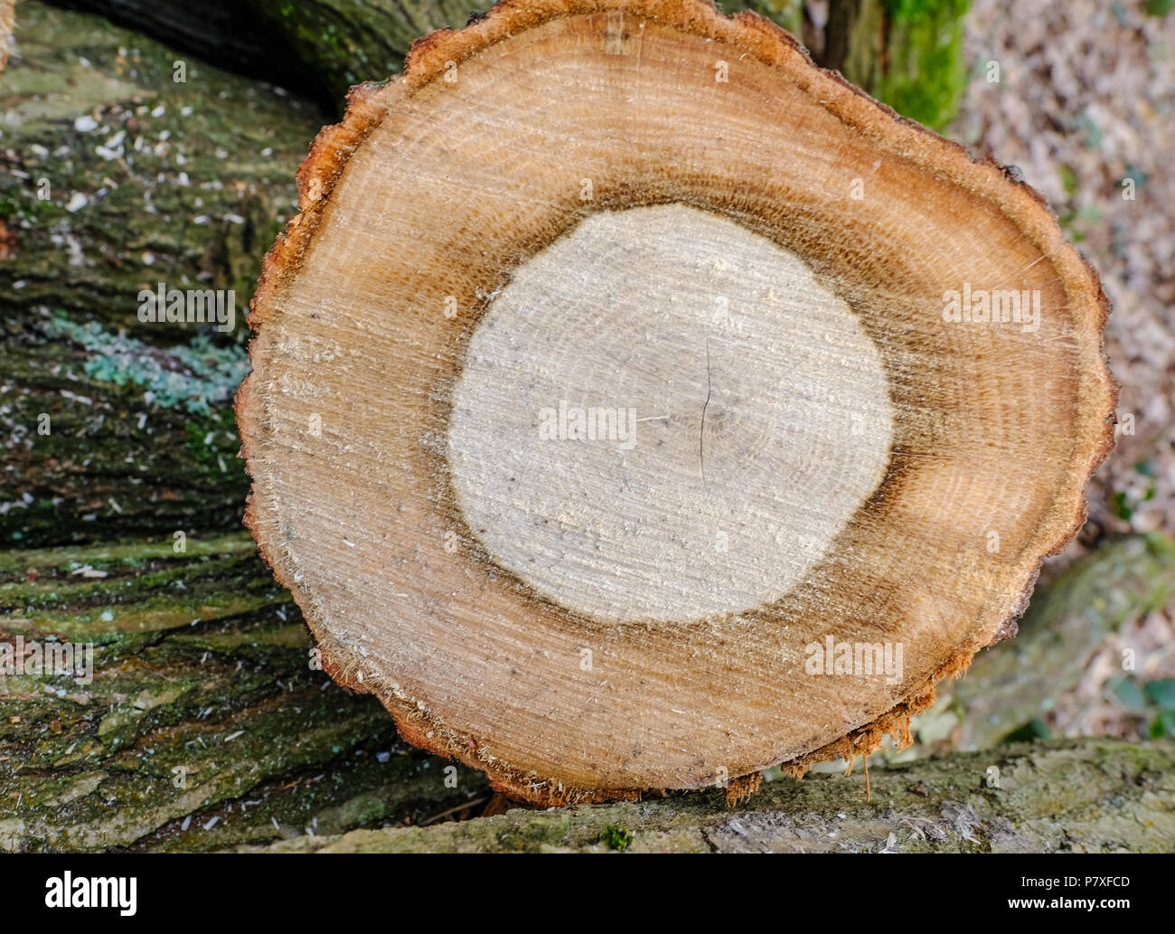 Closeup background of newly sawn tree trunk Stock Photo - Alamy