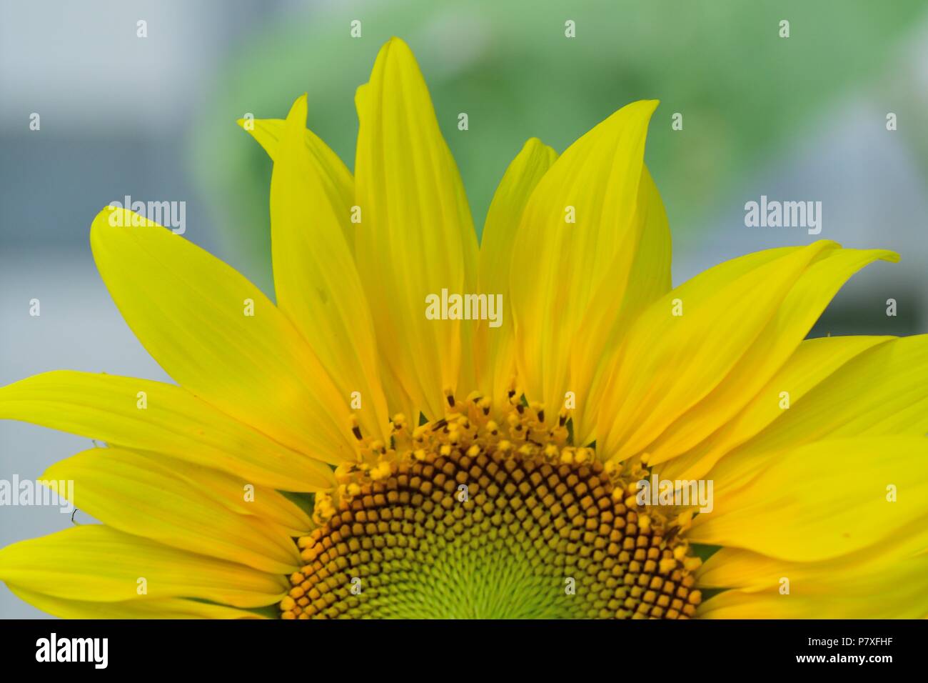Macro details of yellow Sunflower in nature Stock Photo - Alamy