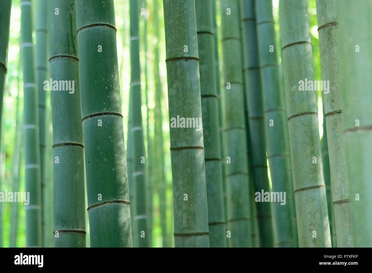 Nature background green Bamboo forest in Japan Stock Photo - Alamy