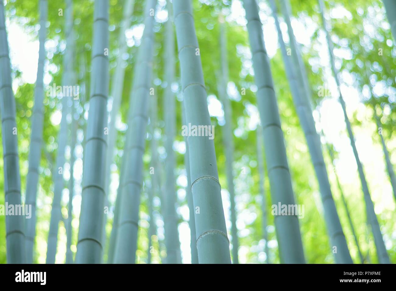 Nature background green Bamboo forest in Japan Stock Photo - Alamy