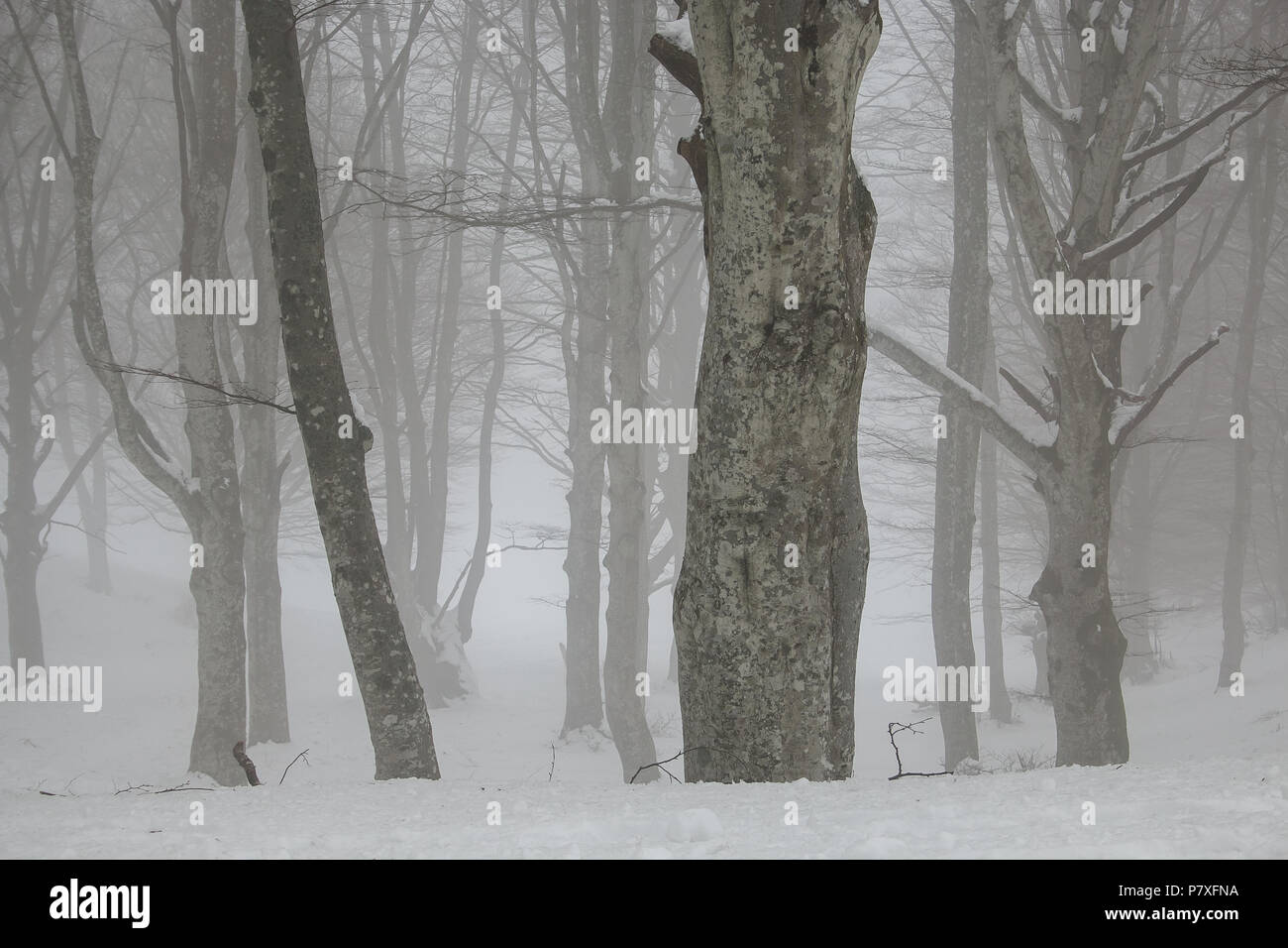 Enchanted mystic forest in winter season with snow Stock Photo - Alamy