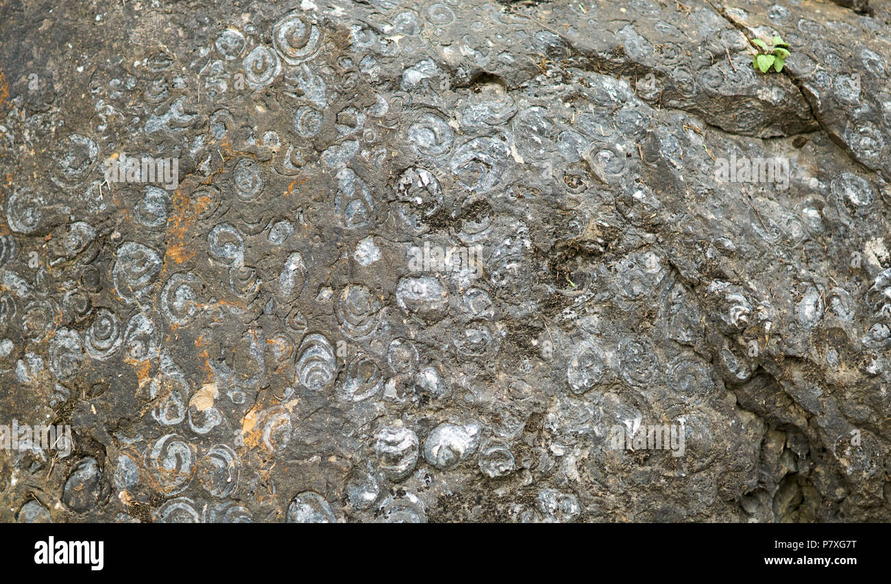Millions year old snail fossils on a limestone wall Stock Photo - Alamy