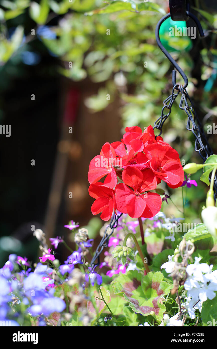 A hanging basket of flowers with a red geranium as the central point ...