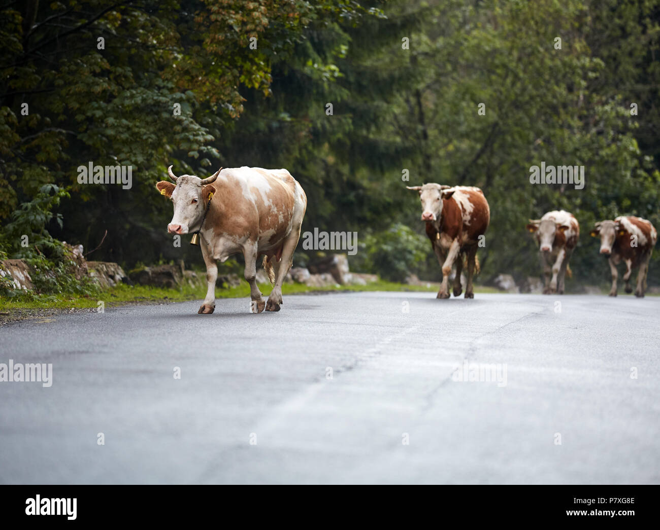 Cow walking down rural road hi-res stock photography and images - Alamy