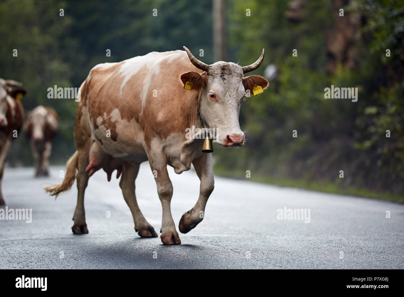 Cow walking down rural road hi-res stock photography and images - Alamy