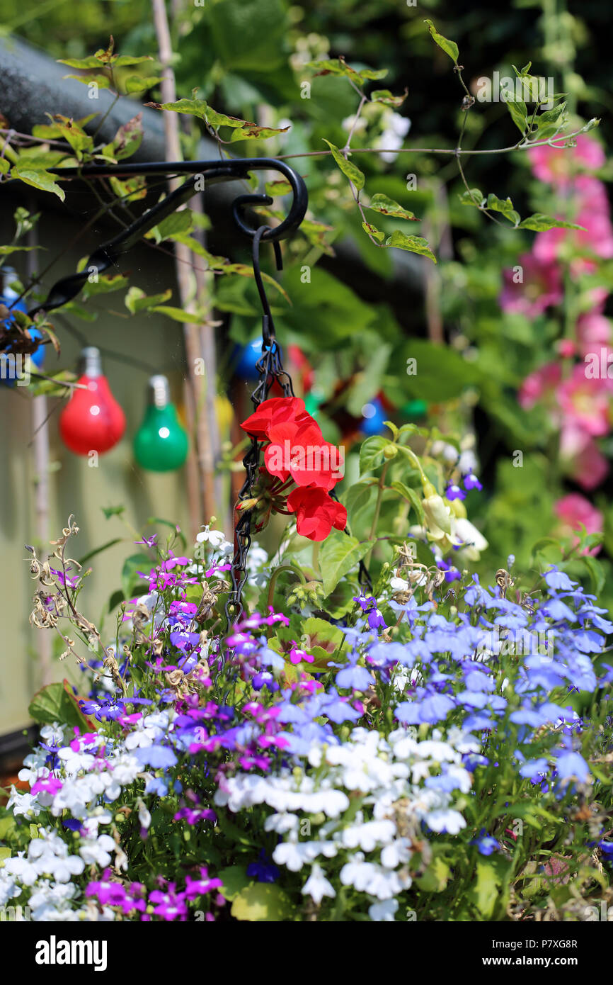 A hanging basket of flowers with a red geranium as the central point ...