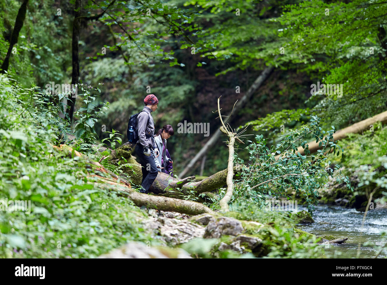 Group of people hiking on a trail in the mountain forest Stock Photo ...