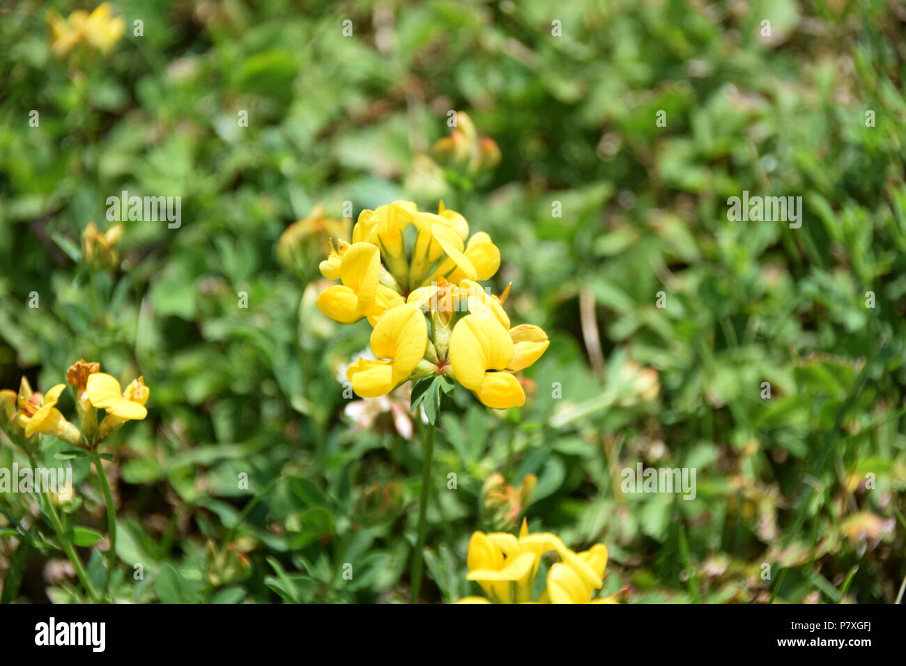 little yellow bird´s-foot trefoil or lotus corniculatus, bird´s-foot ...