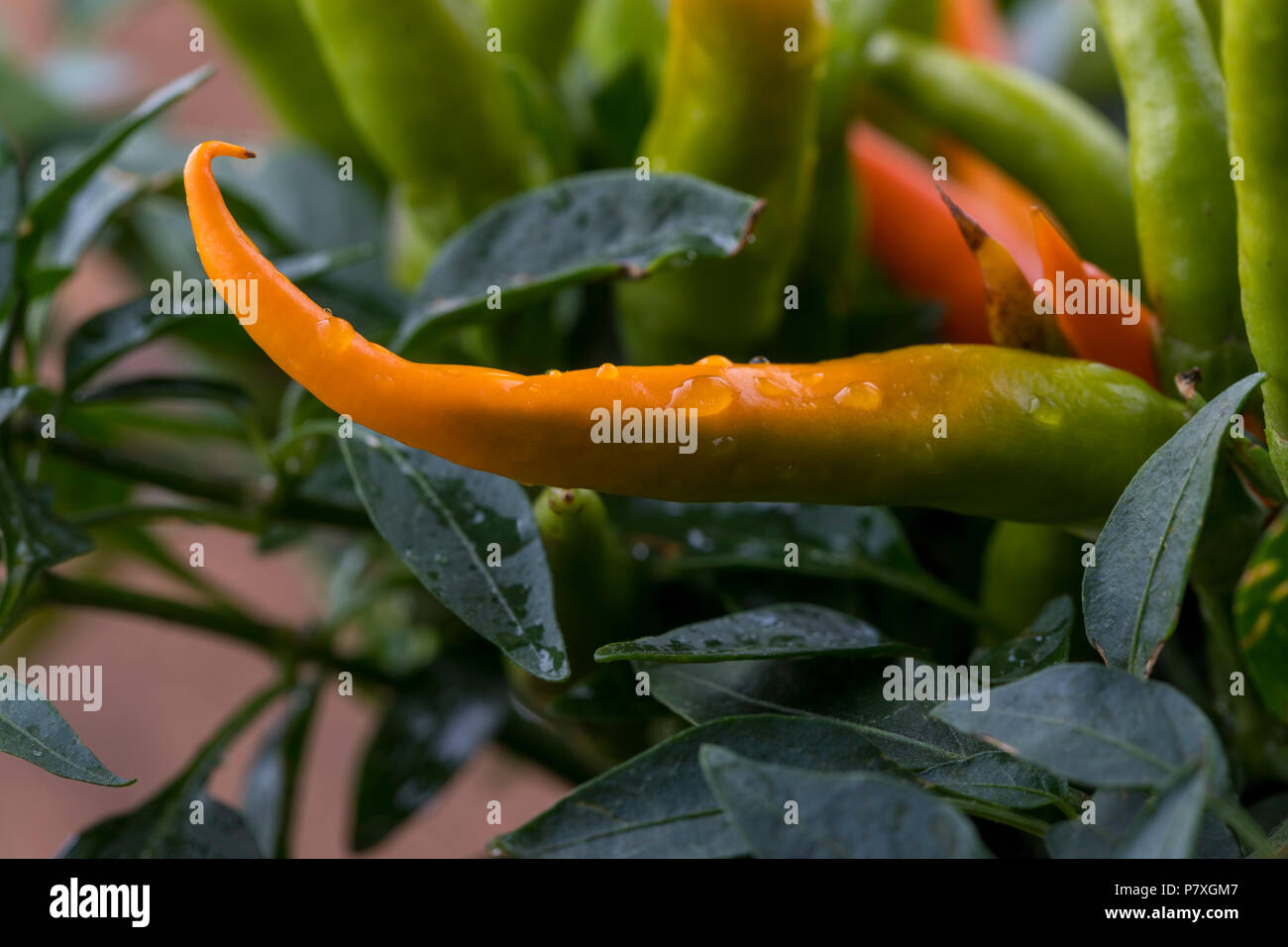Raw orange chili fruit hi-res stock photography and images - Alamy