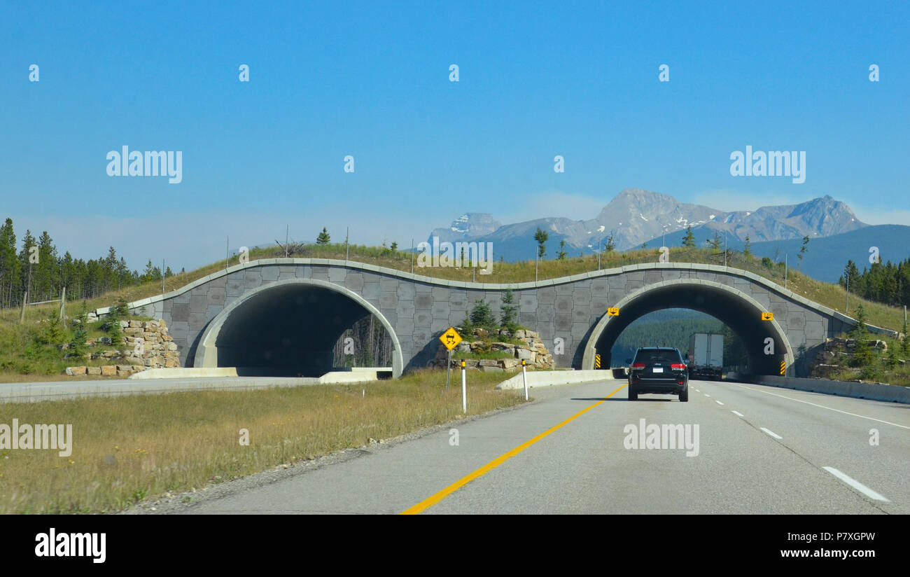 Animal highway crossing on Trans-Canada Highway at Banff National Park ...