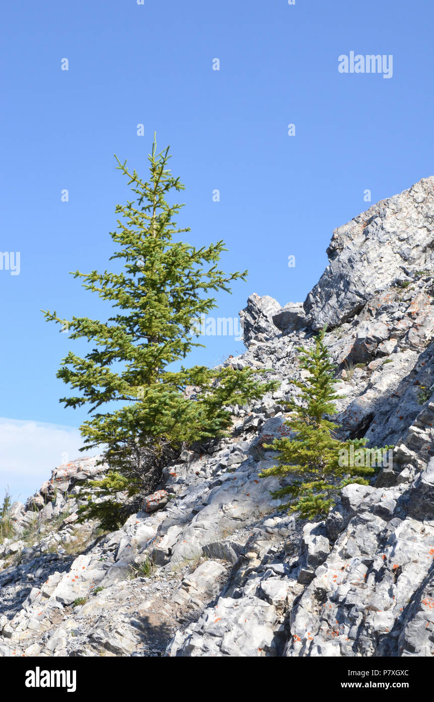 Growing from rock hi-res stock photography and images - Alamy