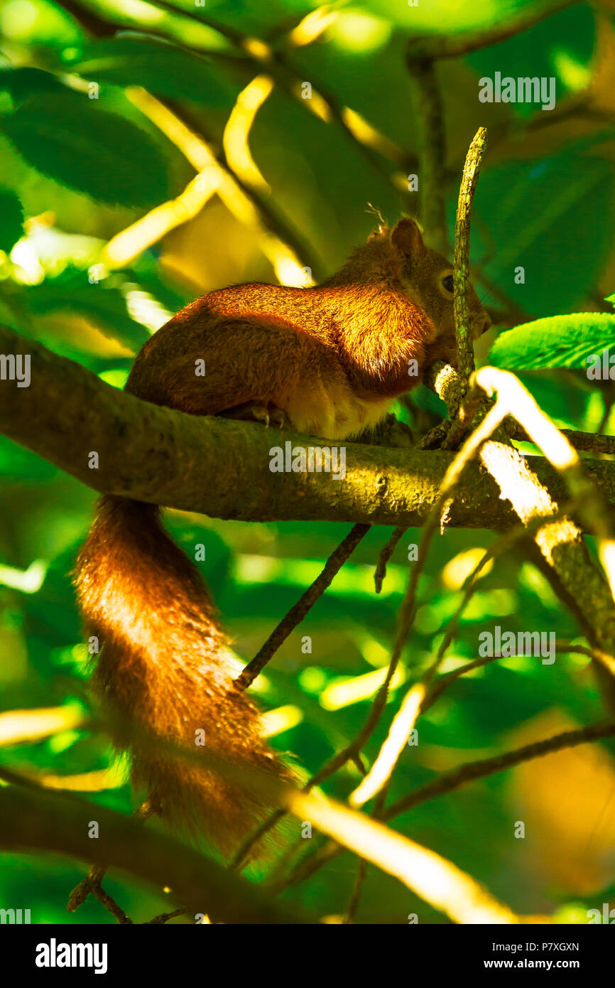 Welsh red hi-res stock photography and images - Alamy