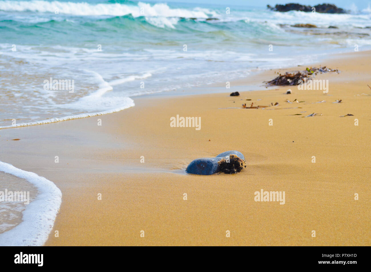 Seaweed Water Sea Seashore High Resolution Stock Photography and Images ...