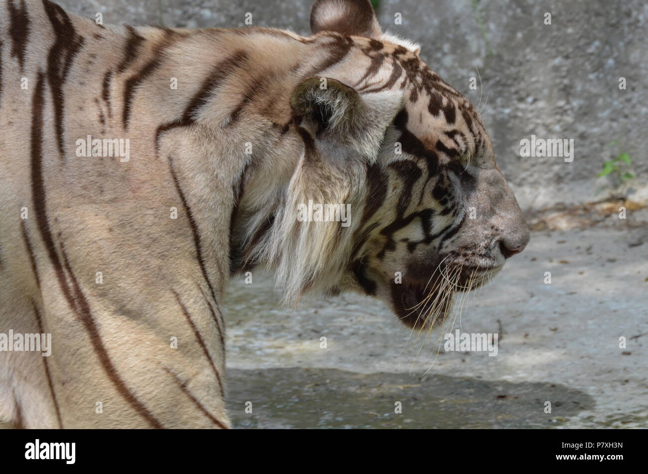 White Tiger, New Delhi, India- June 20, 2018: Close-up of a White Tiger ...