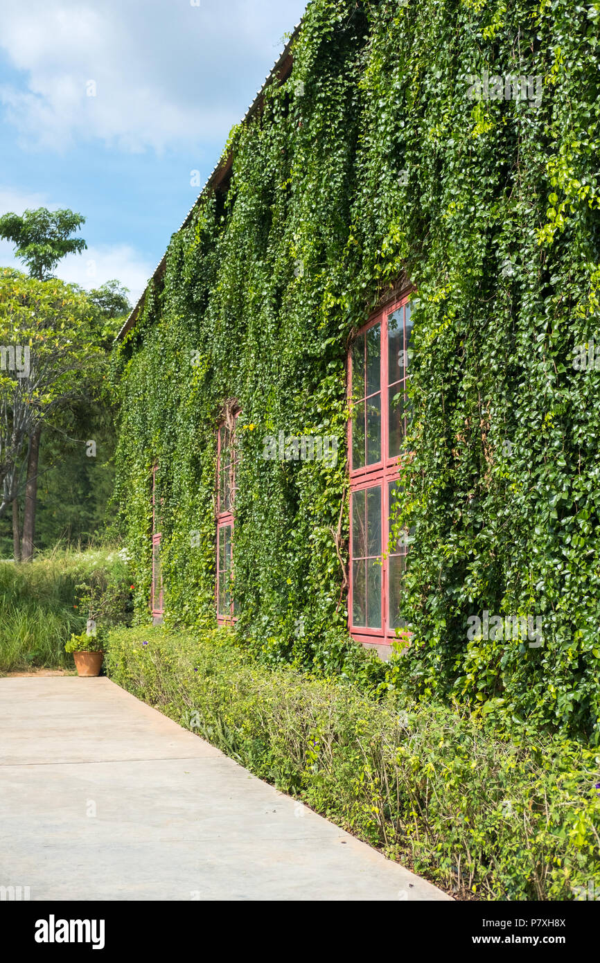 A building Covered by Green Plant Stock Photo - Alamy