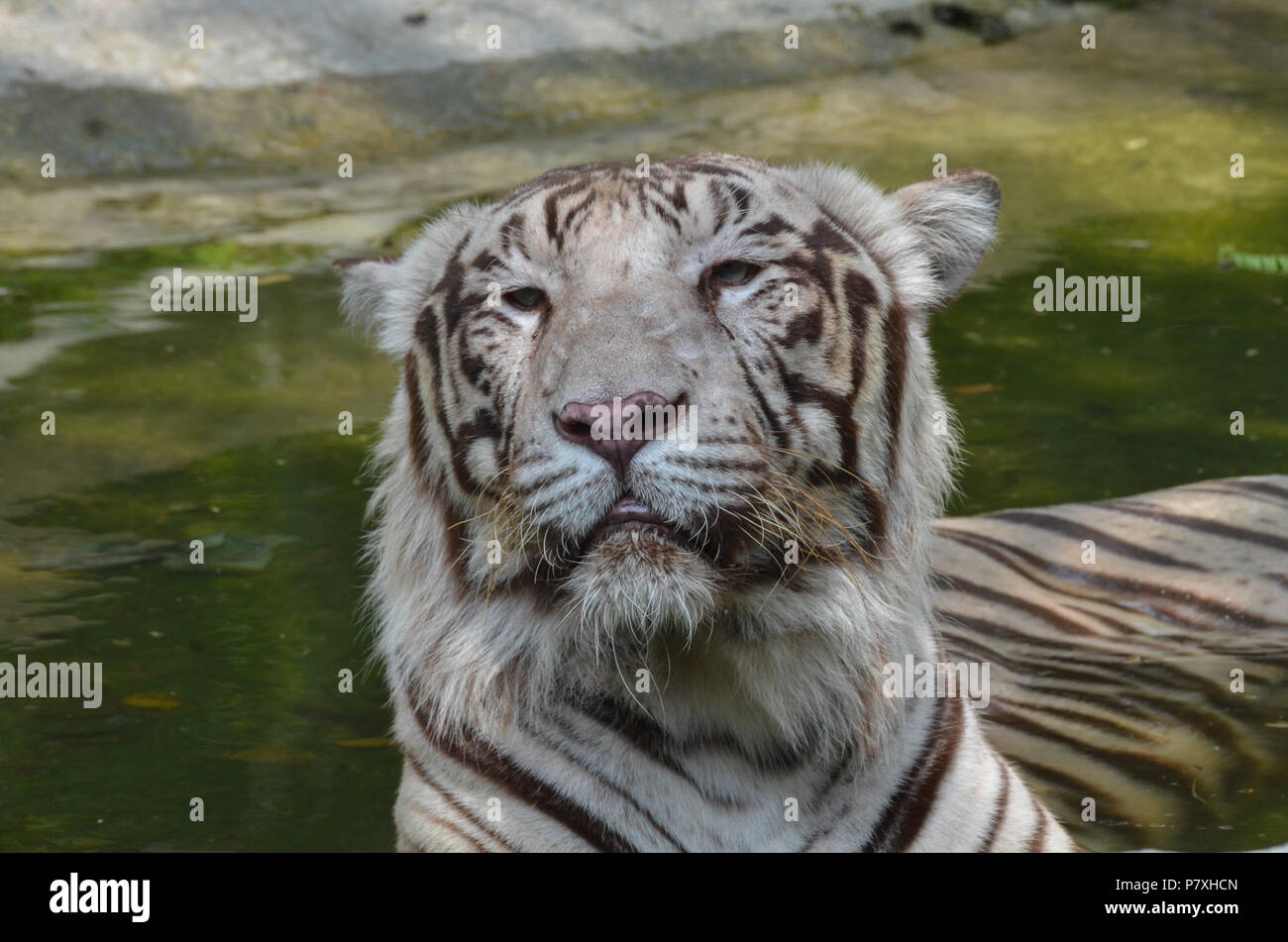 White Tiger, New Delhi, India- June 20, 2018: A White Tiger (Panthera ...