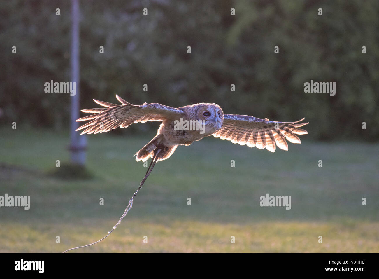 Tawny owl flying hi-res stock photography and images - Alamy