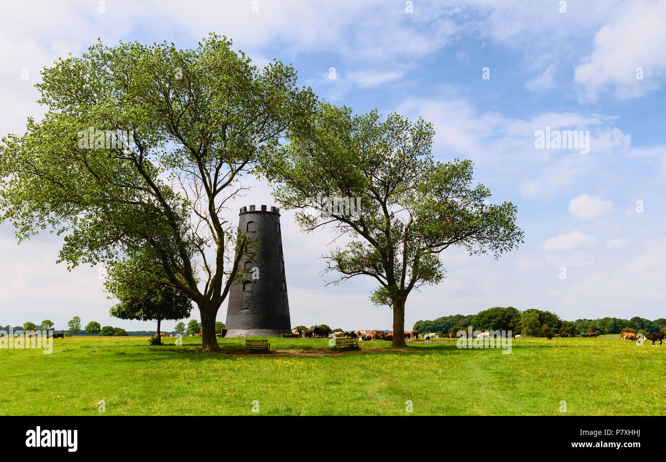 The Black Mill, popular landmark, flanked by tress and cattle grazing ...