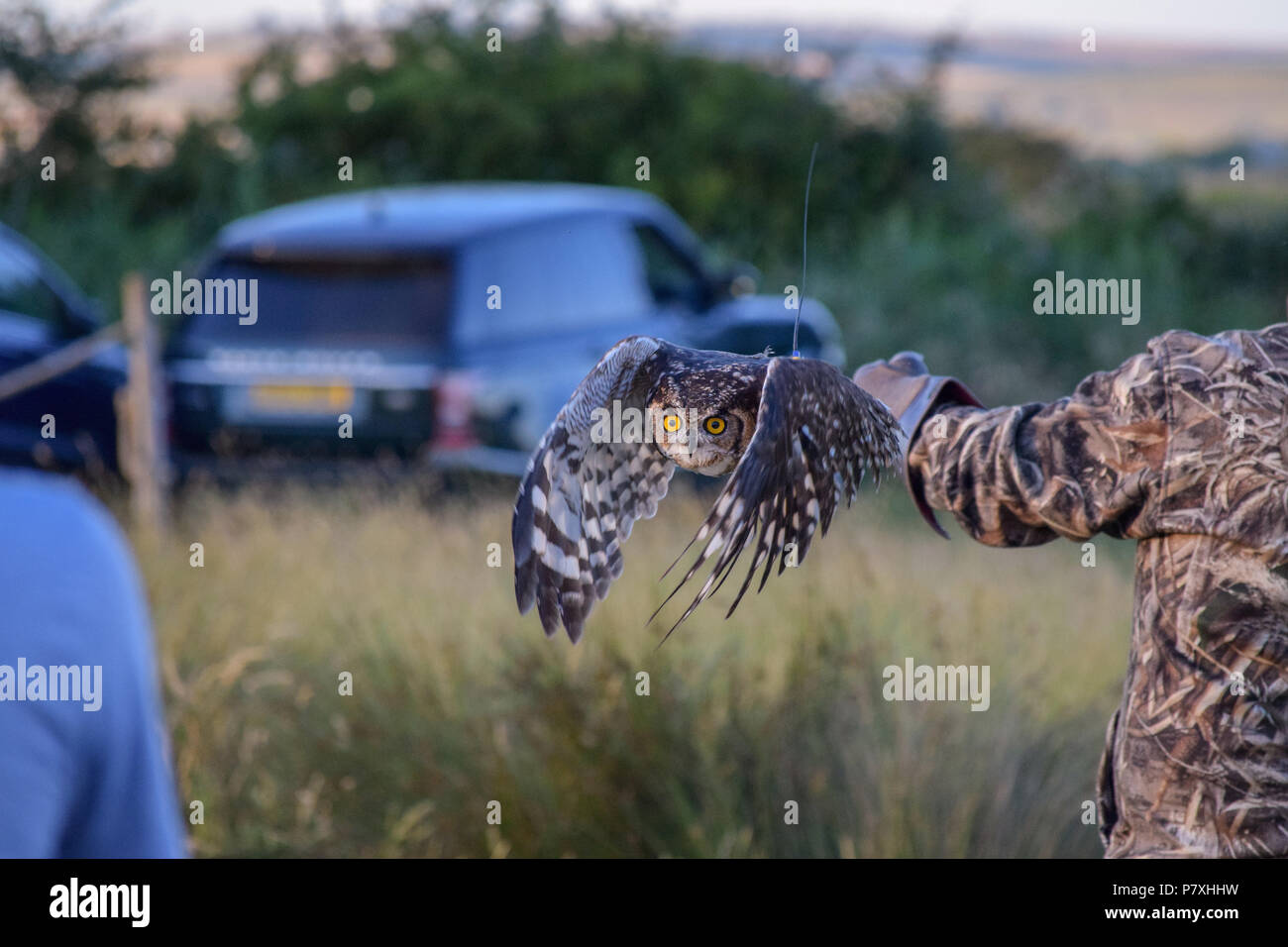 African Spotted Eagle Owl Stock Photo - Alamy