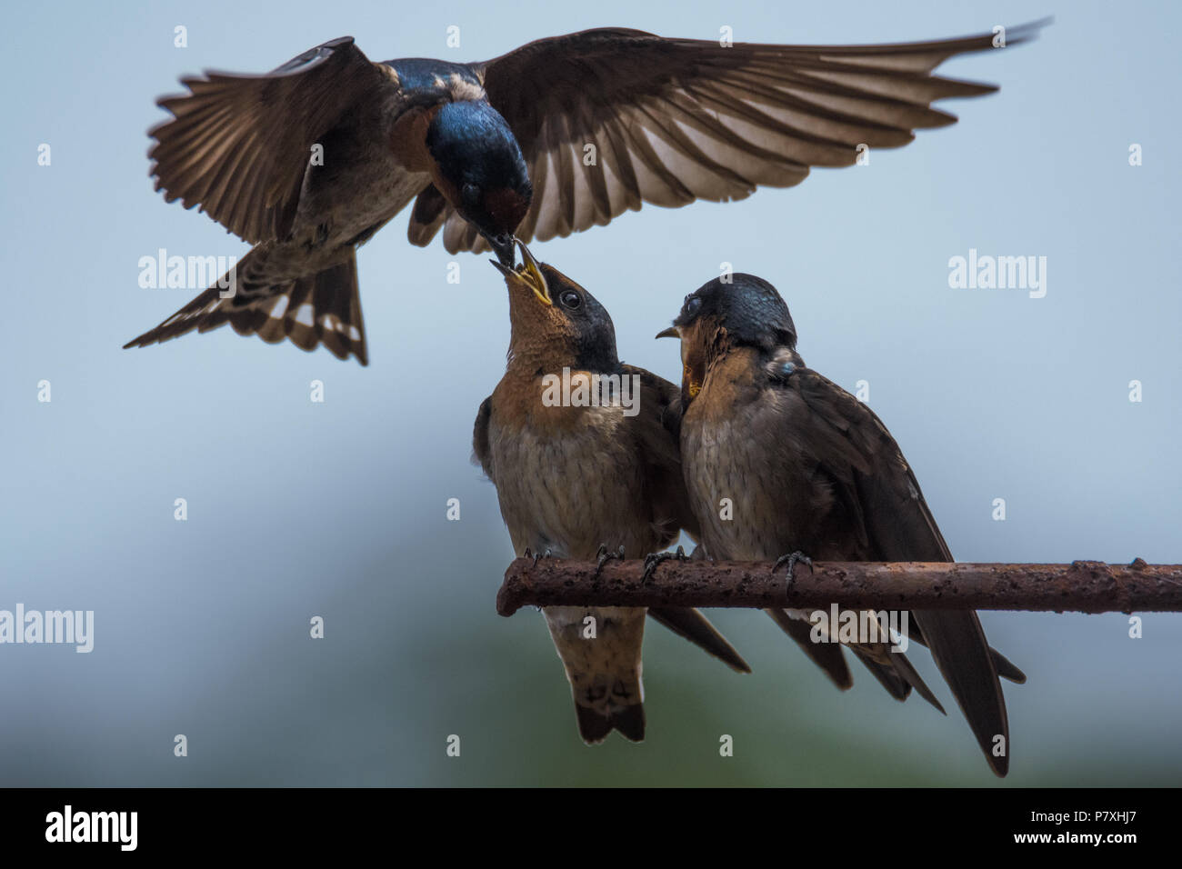 Swift bird hi-res stock photography and images - Alamy
