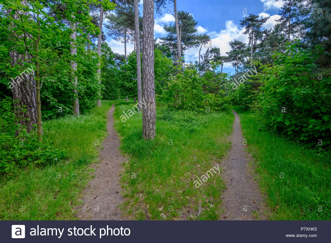 Diverging Path High Resolution Stock Photography and Images - Alamy