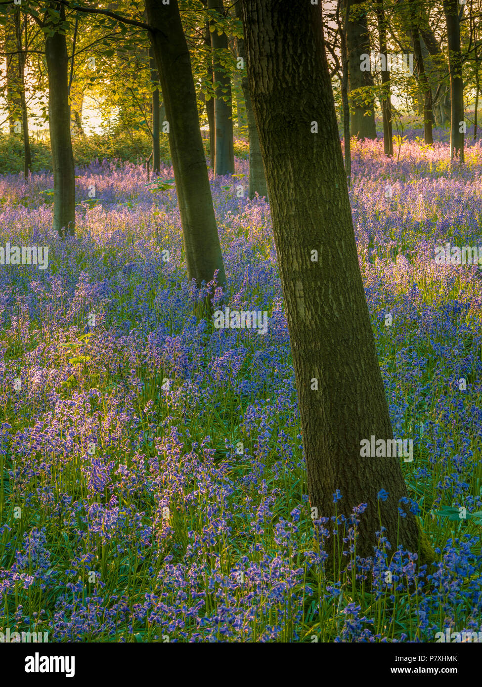 Leaning trees hi-res stock photography and images - Alamy