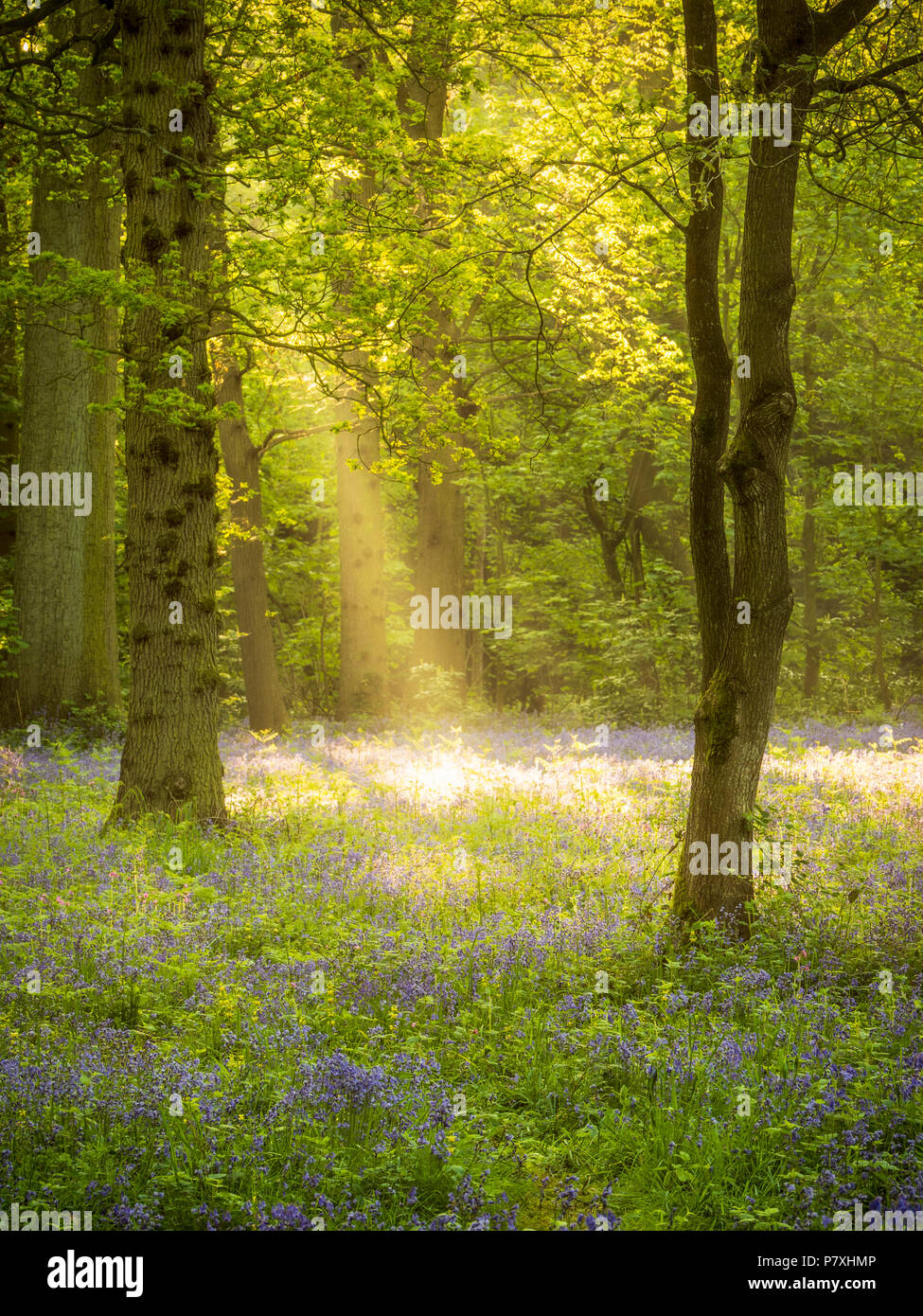 Light shining through the trees hi-res stock photography and images - Alamy