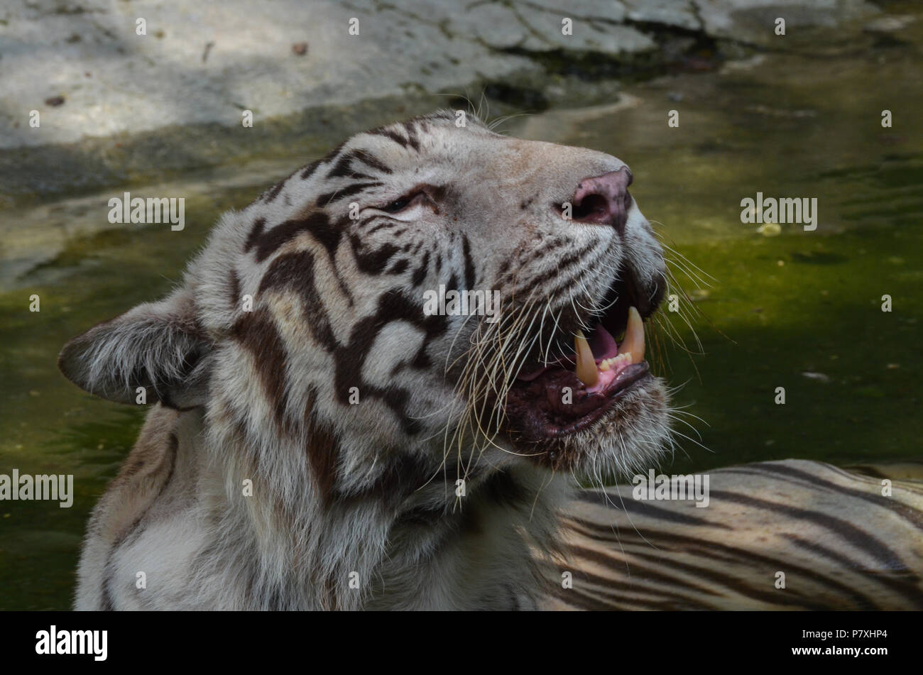 White Tiger, New Delhi, India- June 20, 2018: A White Tiger (Panthera ...