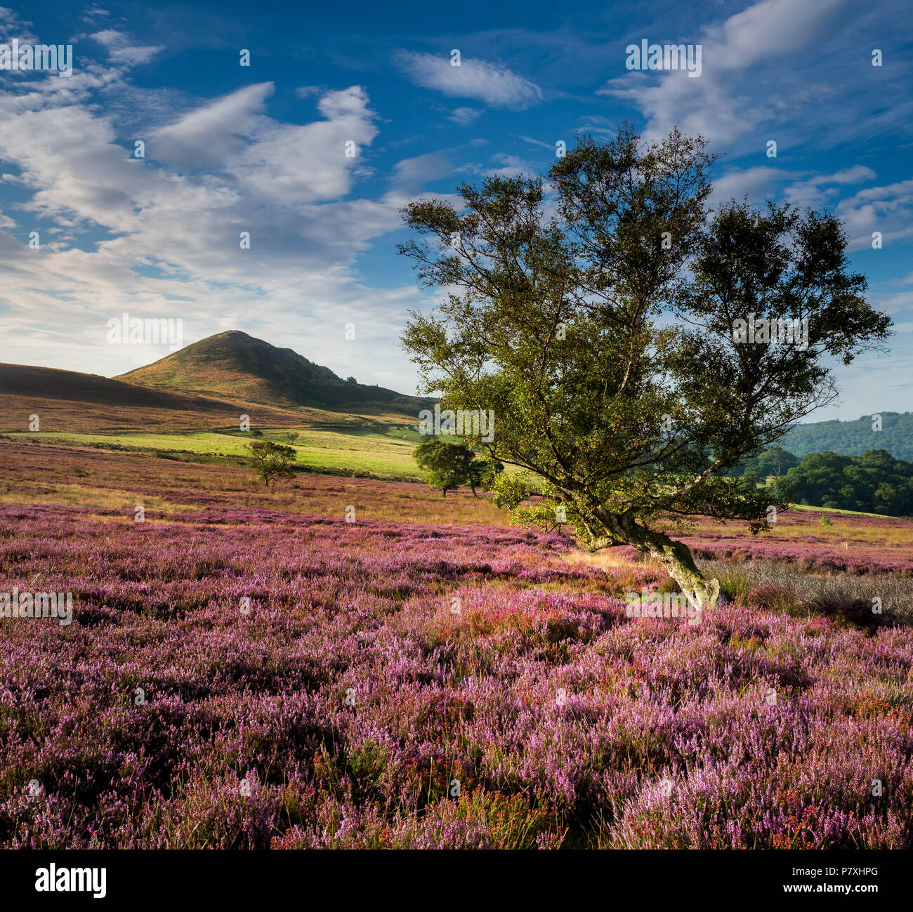 Hawnby moor hi-res stock photography and images - Alamy