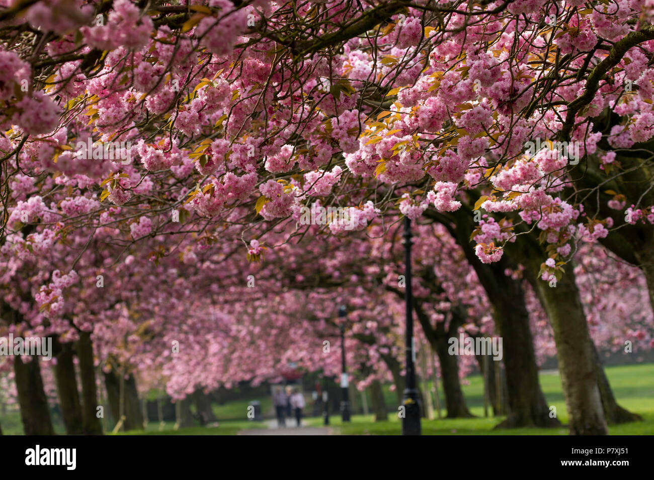 A pink cherry blossom canopy dominates a footpath as it blooms in the ...